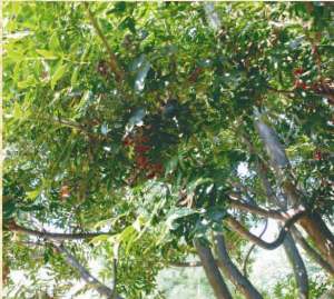 DWEA: Arbor Week 2008 - Trees